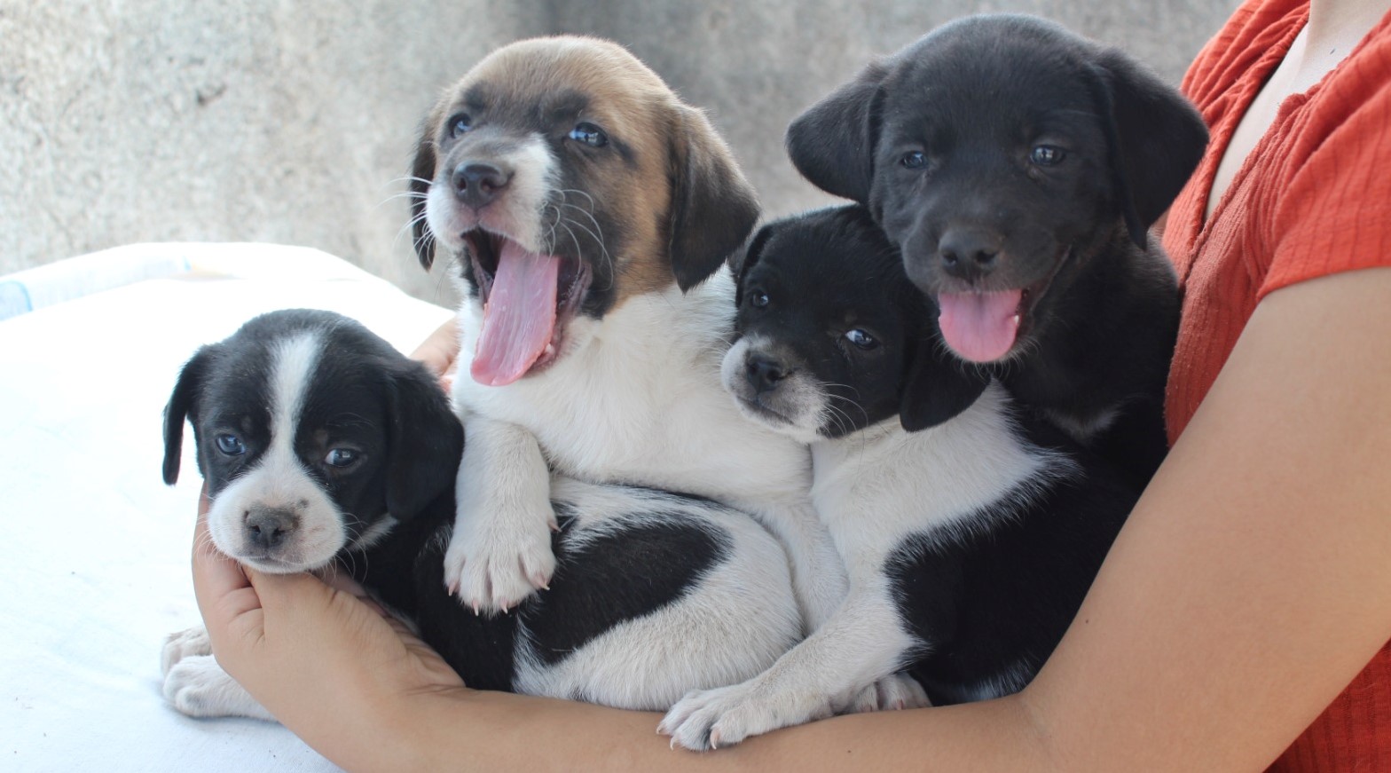 Cachorros de ´La Negrita´, perrita viral, ahora están en adopción ...