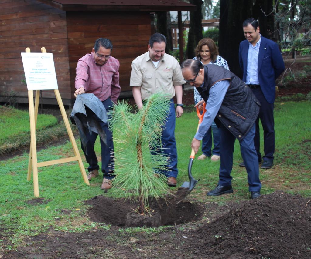 Conafor celebra Día del Árbol en México plantando un "pino apache ...