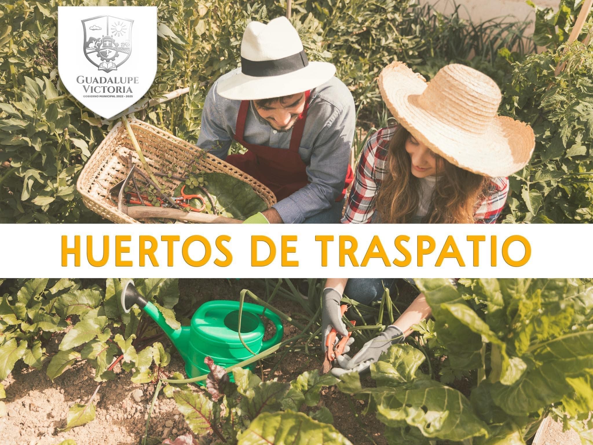 ¿Quieres un huerto de traspatio? | Notigram