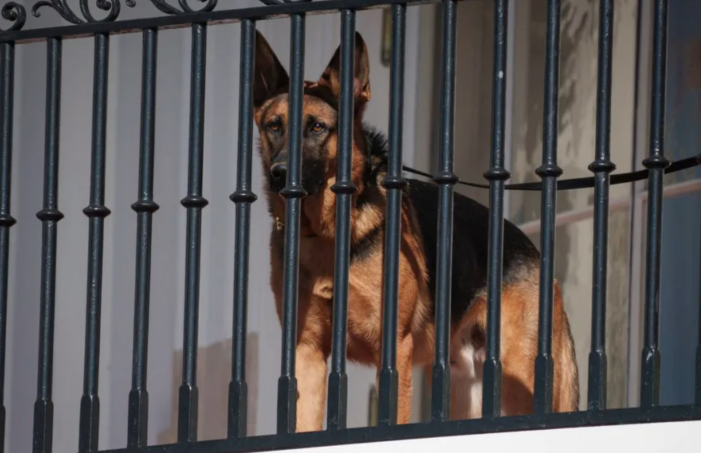 Expulsan al perro de los Biden de la Casa Blanca por morder a varios ...