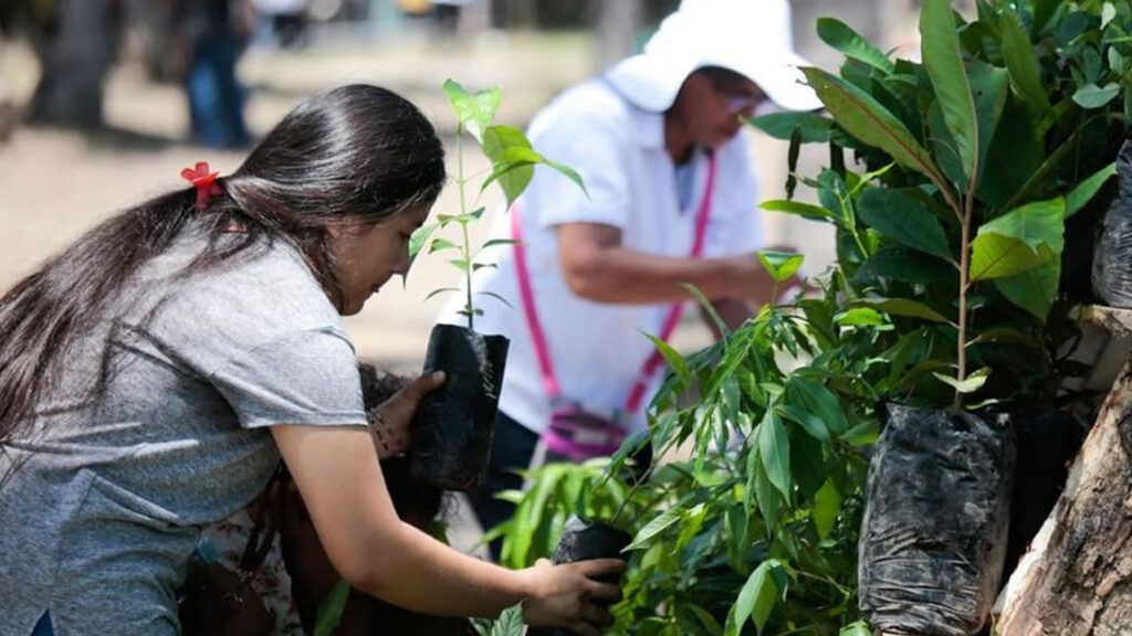 Sembrando Vida suma más de 40 mil beneficiarios en Honduras y El ...