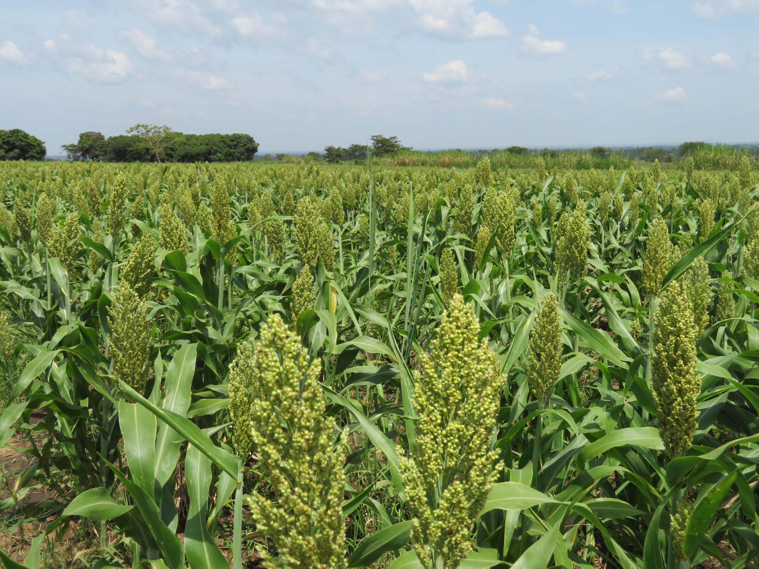 Cultivo de mijo, una opción para producir forraje y alimento con poca ...