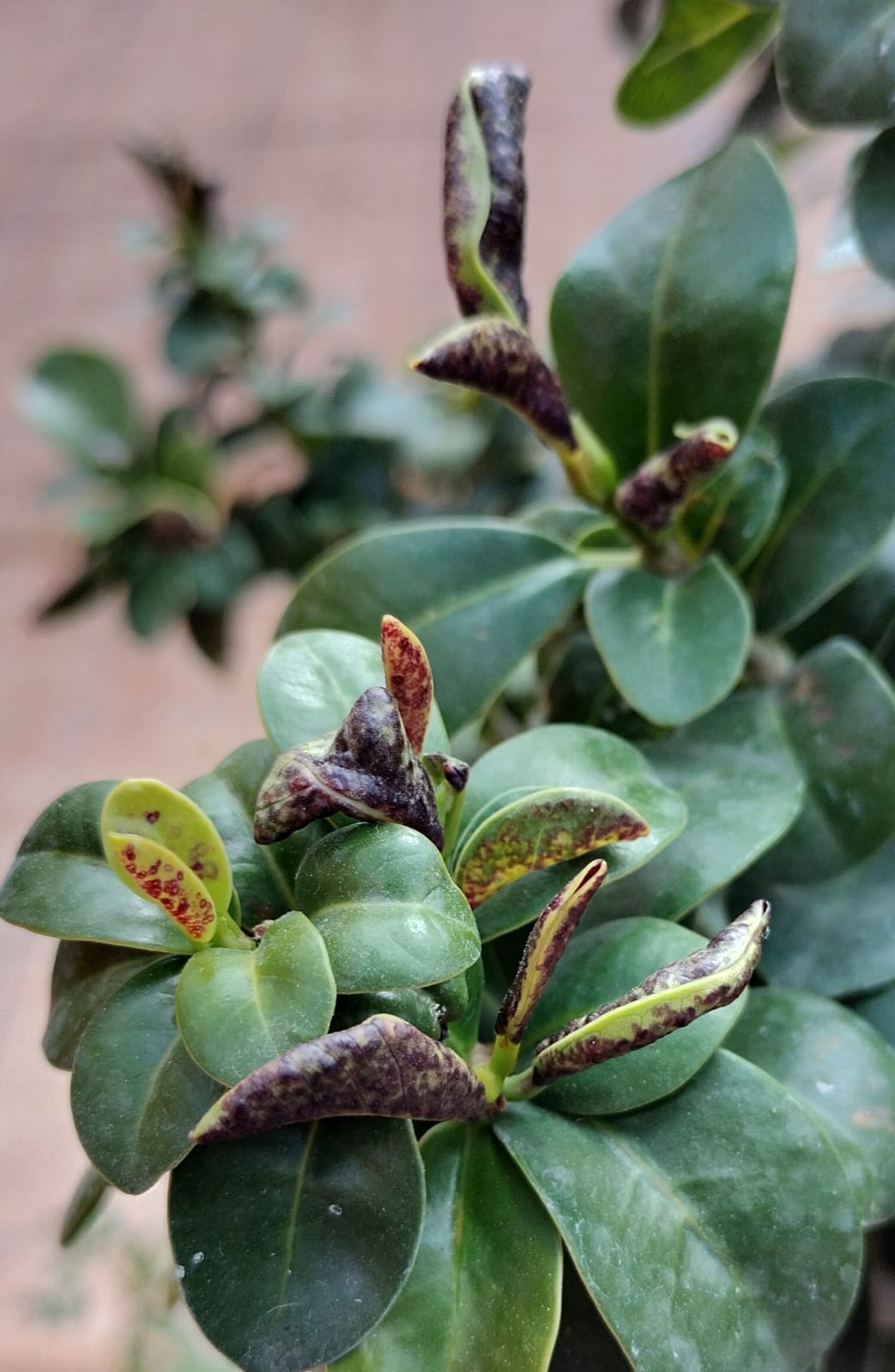 Principales insectos plaga que afectan las plantas en invierno ...