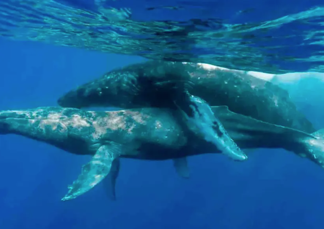 Avistan inédito apareamiento de ballenas jorobadas, revelando una ...