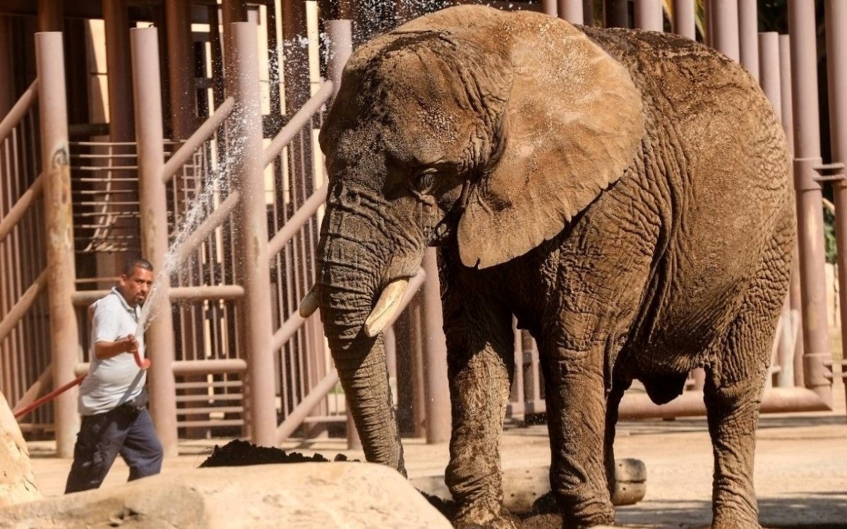 Éxito en el acoplamiento de elefanta 'Gipsy' para compañía de 'Ely ...