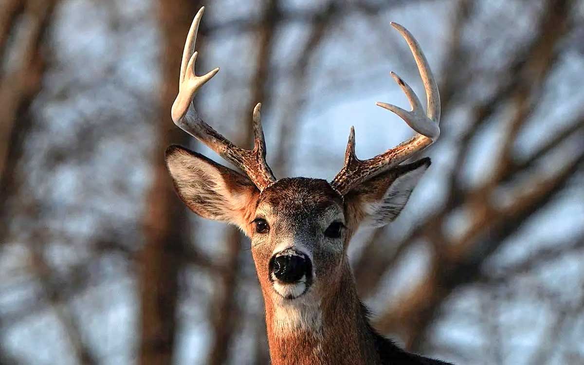Venado sorprende a turistas en playa de Los Cabos, Baja California Sur ...