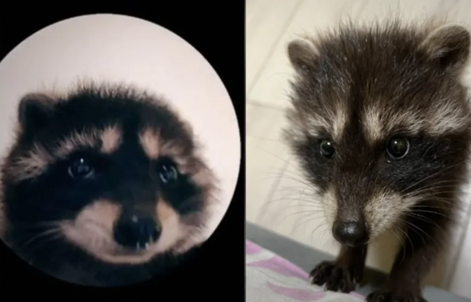 La danza de un mapache llamado Pedro ha encendido TikTok con un clásico ...