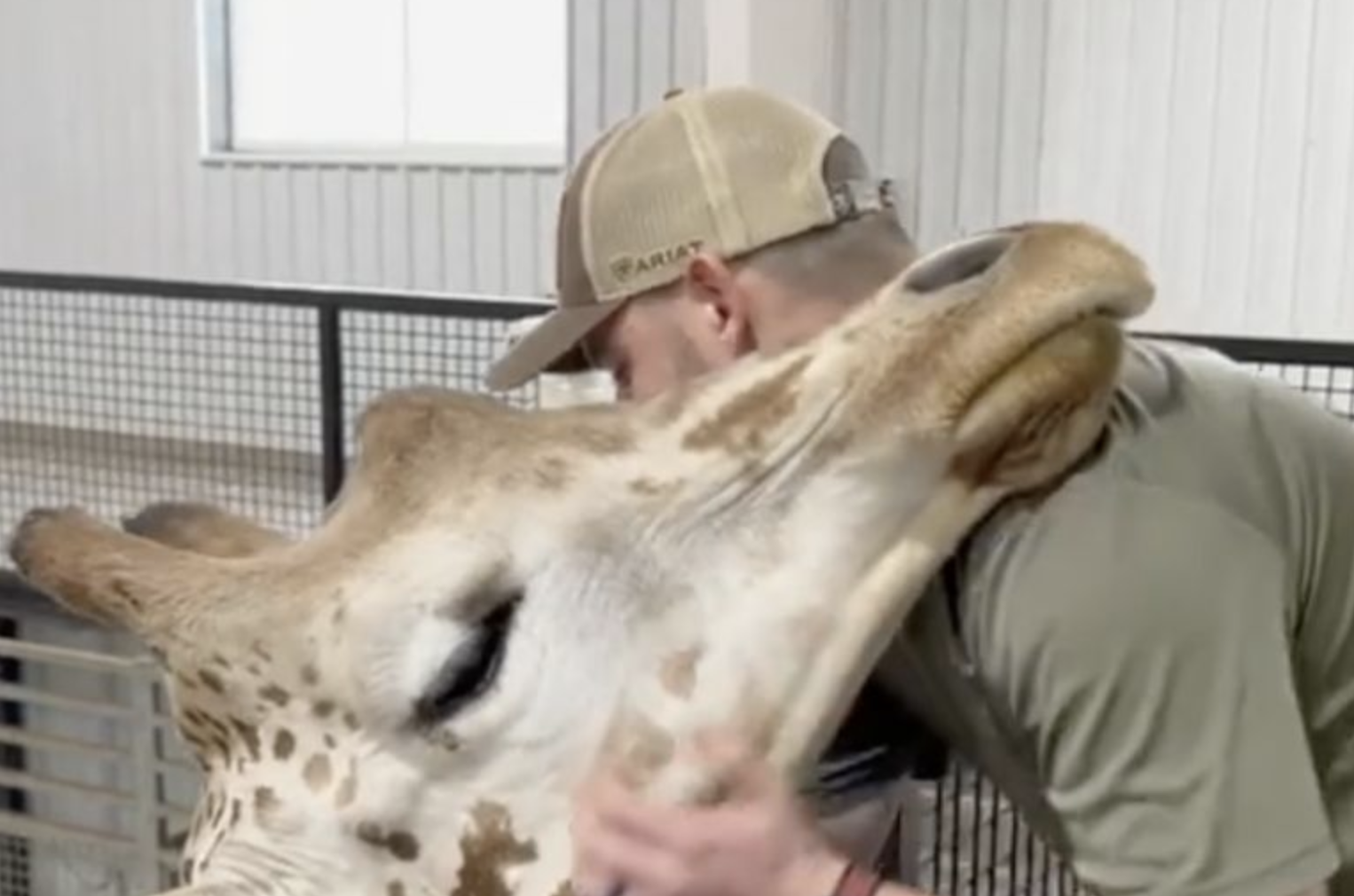 El quiropráctico Joren se convierte en sensación al ajustar el cuello de la jirafa ‘Jerry ...