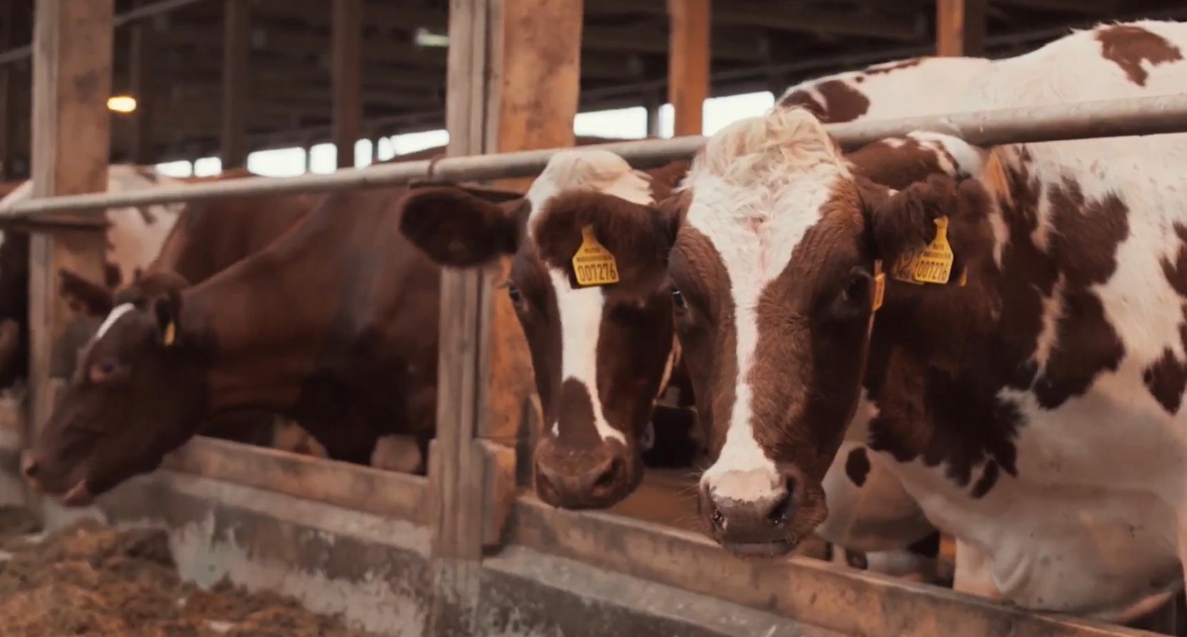 Es importante enlistarse para las pruebas de tuberculina y aretes ...