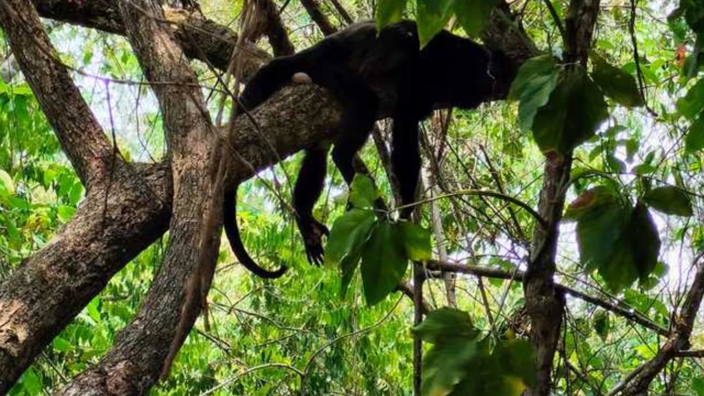 Semarnat reporta la muerte de 220 monos saraguatos debido a las altas ...