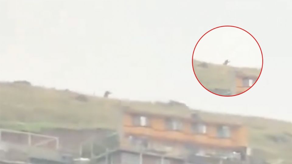 Graban en video una enorme y aterradora criatura en un cerro del Estado ...