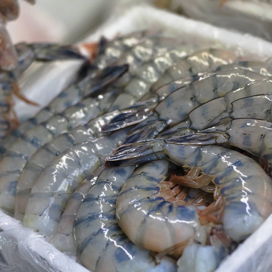 Pescadores esperan capturar cinco mil toneladas de camaron | Notigram