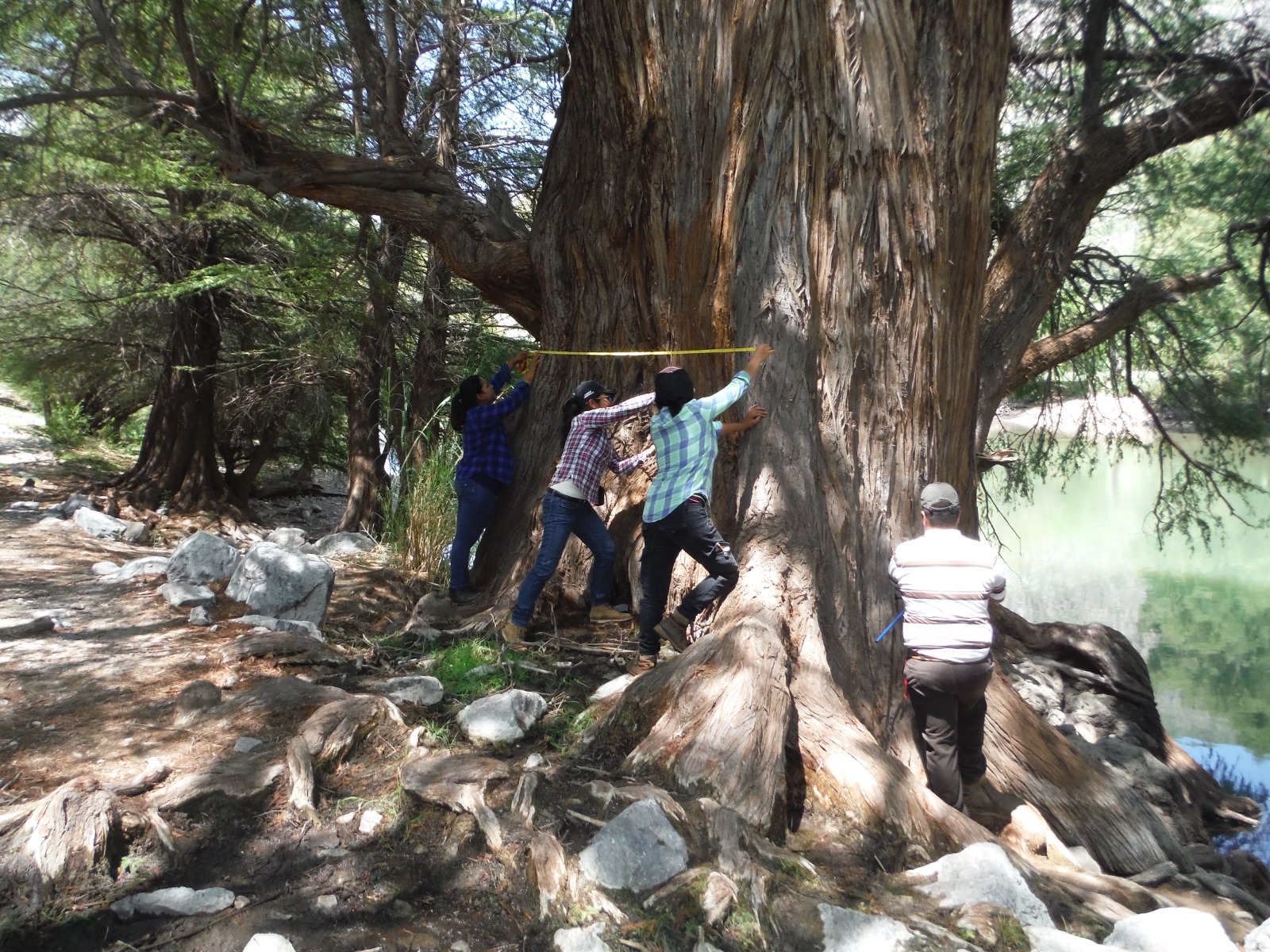 En Durango hay ahuehuetes o sabinos de 1,200 años de edad, en los ríos ...