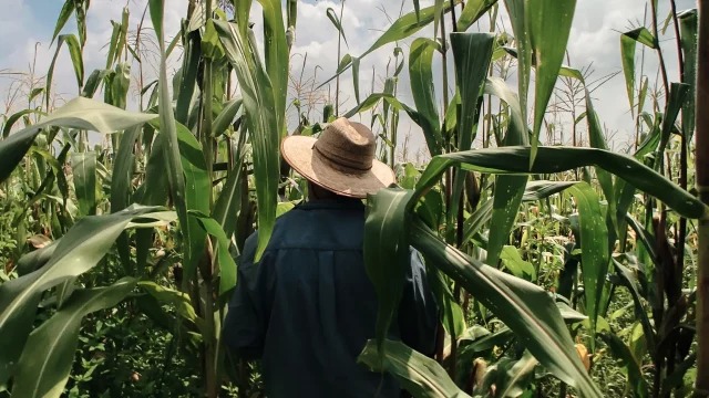 Campesinos piden a Sheinbaum trabajar por la soberanía alimentaria ... Campesinos piden a Sheinbaum trabajar por la soberanía alimentaria ...