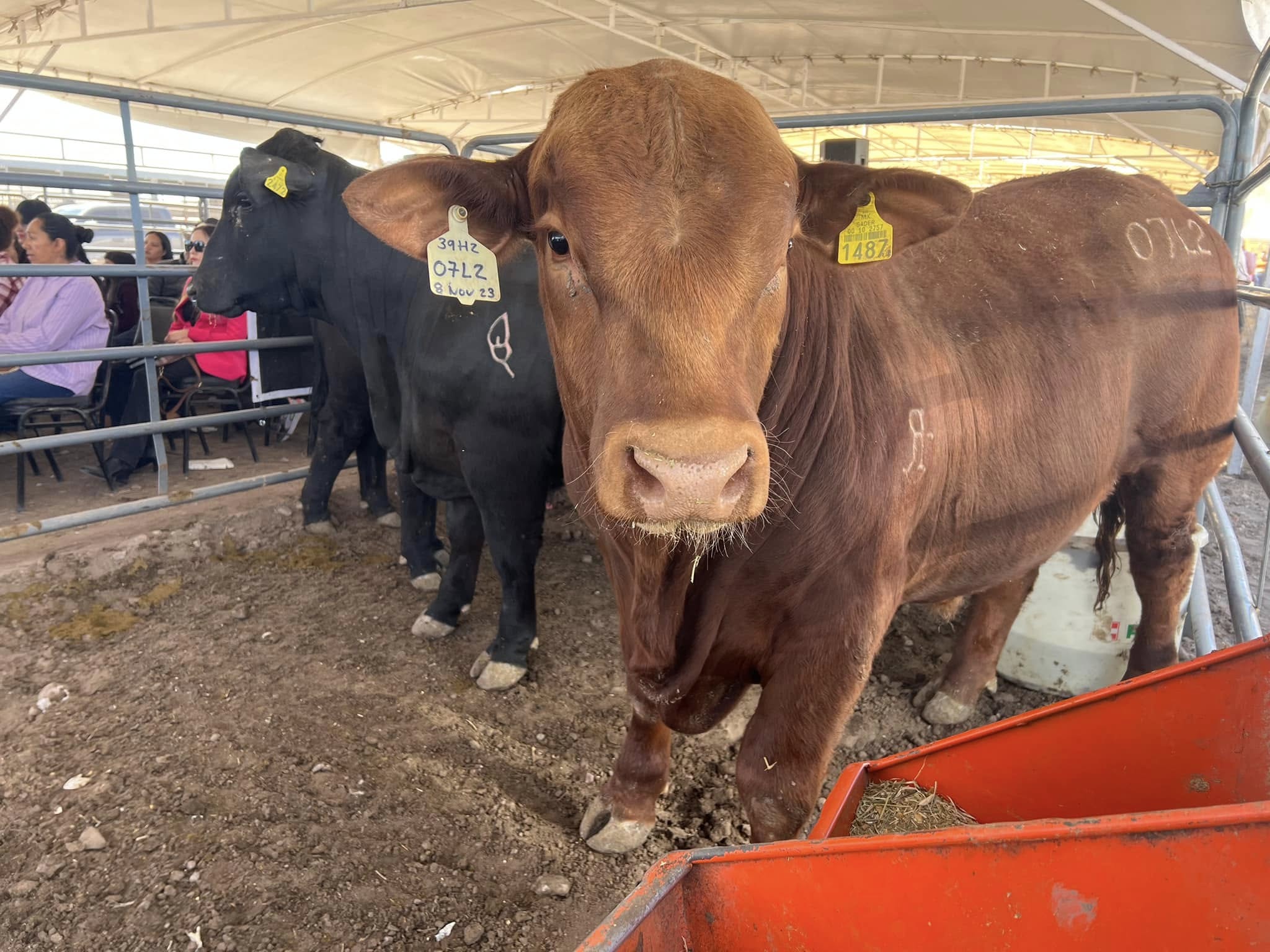 Arranca programa de mejoramiento genético del ganado en Durango: SAGDR | Notigram