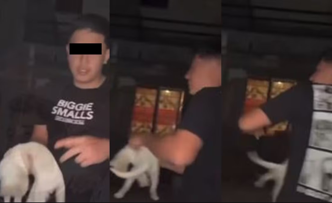 Joven lanza a gatito en Monterrey; publica video en Instagram | Notigram
