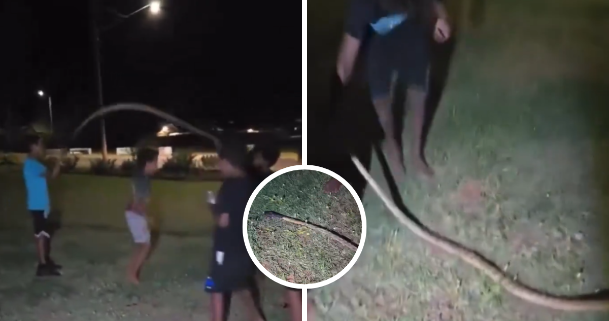 ¡Insólito! Niños usan una pitón como cuerda para saltar | Notigram