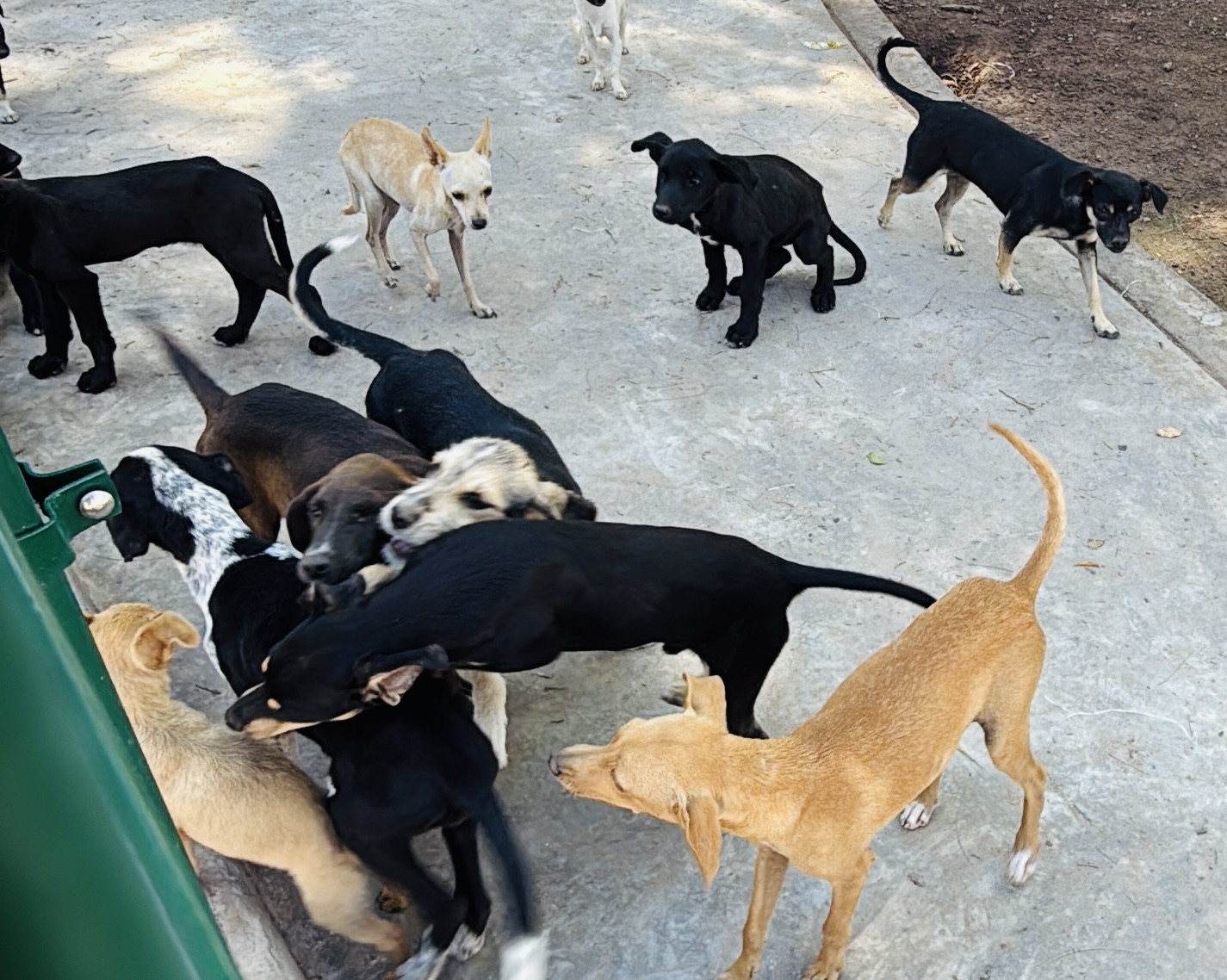 Esterilizaciones gratuitas en el CAAN, hay que sumarse a la cultura de ...