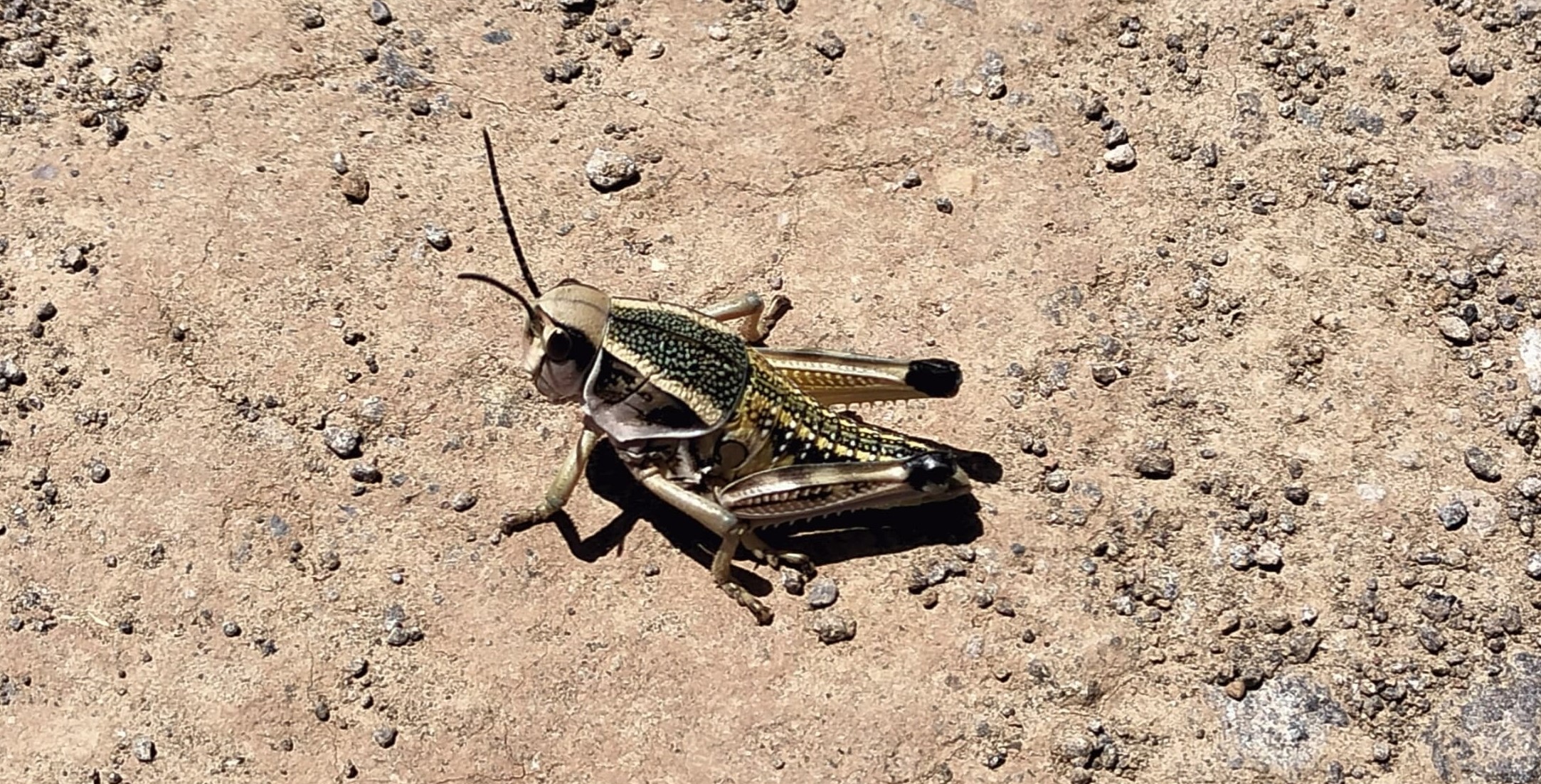 Estrategia contra el chapulín debe iniciar en el agostadero: Dr. Jaime ...