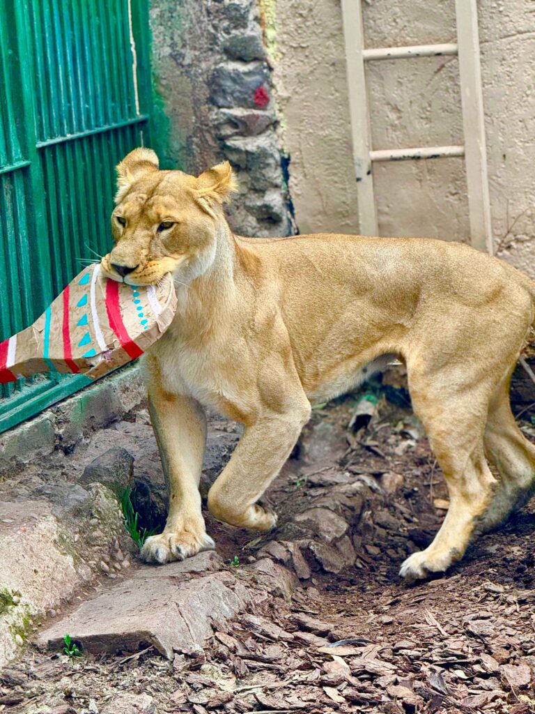 Los animales del Zoológico Sahuatoba también celebran las fiestas ...