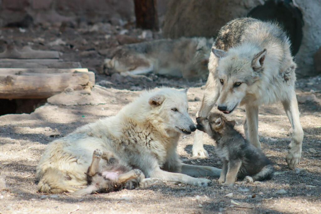 Zoológico Sahuataba dará bienvenida a 5 lobos mexicanos, estarán el ...