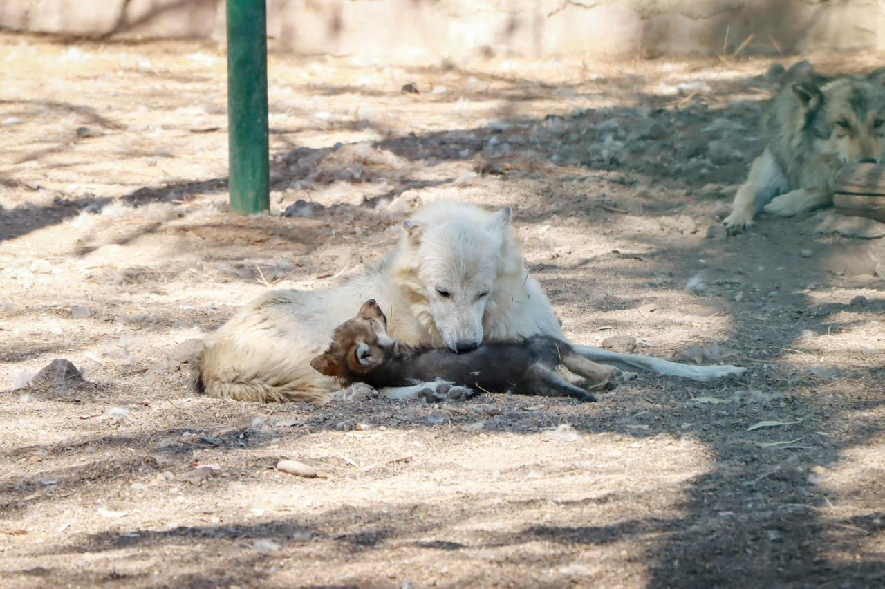 Zoológico Sahuataba dará bienvenida a 5 lobos mexicanos, estarán el ...
