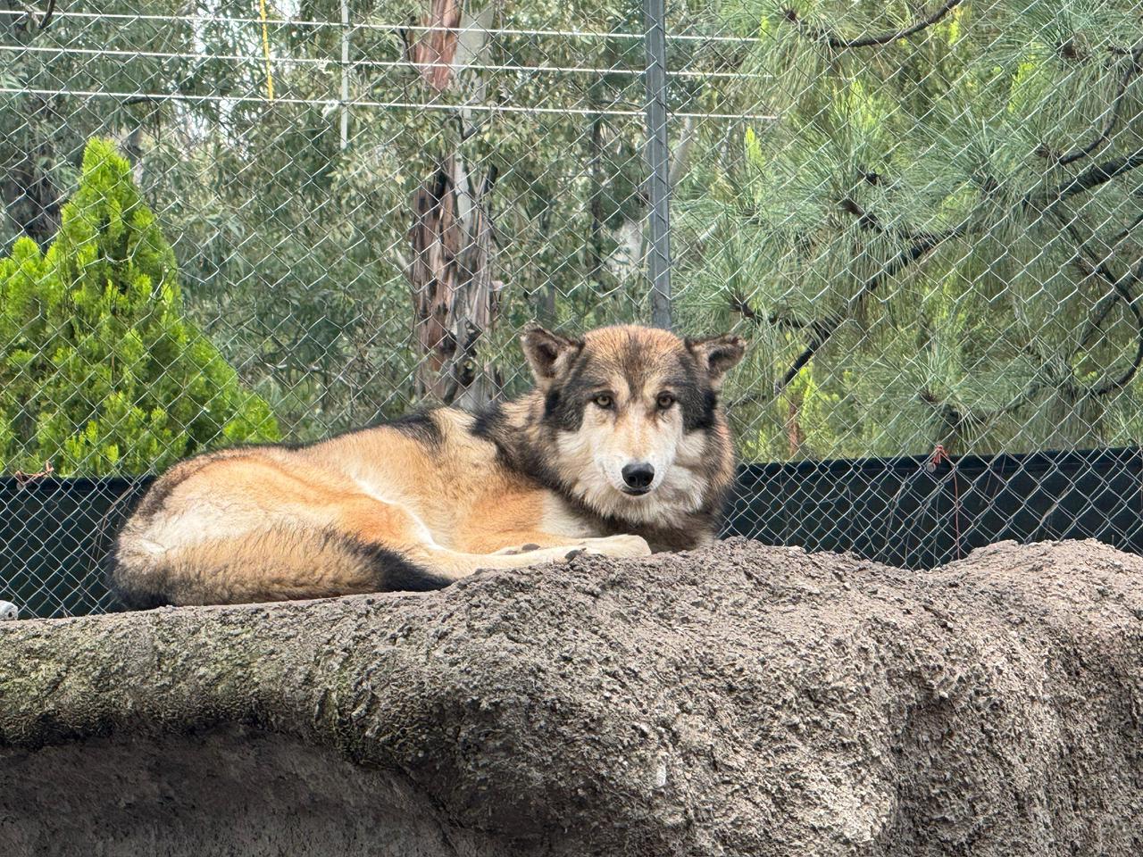 Zoológico Sahuataba dará bienvenida a 5 lobos mexicanos, estarán el ...